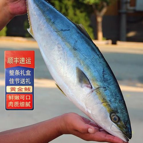 鲅鱼怎么读拼音_鲅鱼是海鱼吗-第2张图片-山城妙识