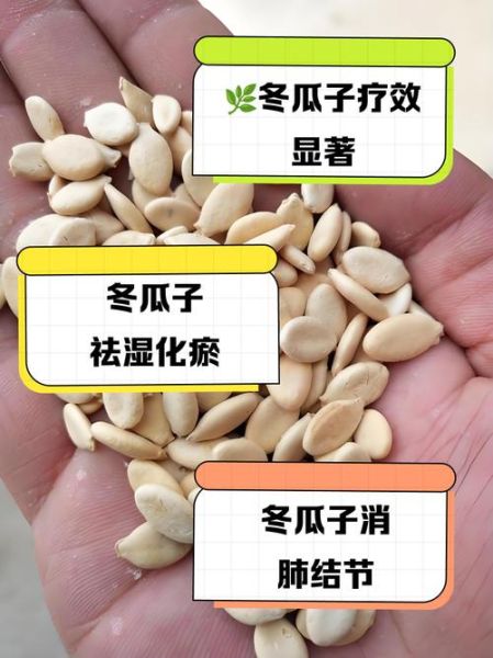 冬瓜籽怎么吃_冬瓜籽的功效与作用-第3张图片-山城妙识 冬瓜籽怎么吃_冬瓜籽的功效与作用-第3张图片-山城妙识
