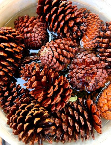 松果怎么吃_松果的食用方法-第1张图片-山城妙识 松果怎么吃_松果的食用方法-第1张图片-山城妙识