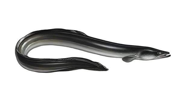 河鳗的营养价值_河鳗的功效与作用-第2张图片-山城妙识