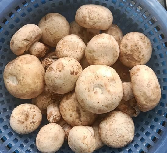 素炒白蘑菇怎么炒好吃_白蘑菇焯水还是不焯水-第3张图片-山城妙识