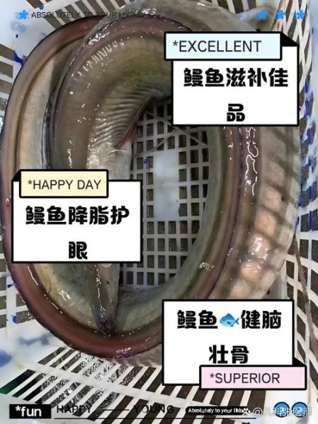 河鳗的营养价值_河鳗的功效与作用-第1张图片-山城妙识