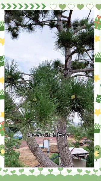 松果怎么吃_松果的食用方法-第3张图片-山城妙识 松果怎么吃_松果的食用方法-第3张图片-山城妙识