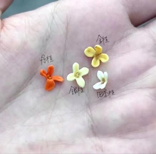 桂花怎么保存不变色_如何留住桂花香气-第2张图片-山城妙识 桂花怎么保存不变色_如何留住桂花香气-第2张图片-山城妙识