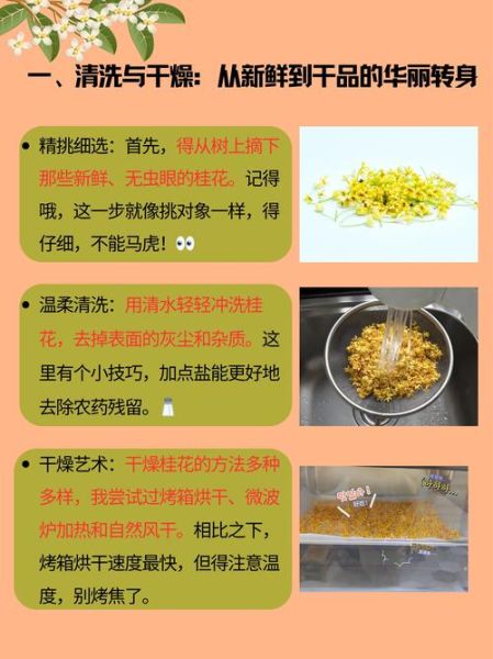 桂花怎么保存不变色_如何留住桂花香气-第1张图片-山城妙识 桂花怎么保存不变色_如何留住桂花香气-第1张图片-山城妙识