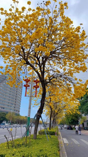 黄花风铃木花期多久_黄花风铃木适合种在哪里-第2张图片-山城妙识 黄花风铃木花期多久_黄花风铃木适合种在哪里-第2张图片-山城妙识