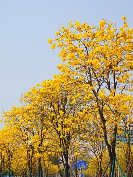 黄花风铃木花期多久_黄花风铃木适合种在哪里-第1张图片-山城妙识 黄花风铃木花期多久_黄花风铃木适合种在哪里-第1张图片-山城妙识