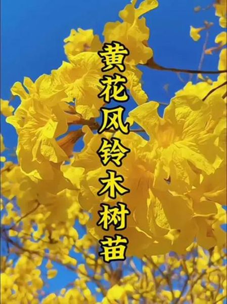黄花风铃木花期多久_黄花风铃木适合种在哪里-第3张图片-山城妙识 黄花风铃木花期多久_黄花风铃木适合种在哪里-第3张图片-山城妙识