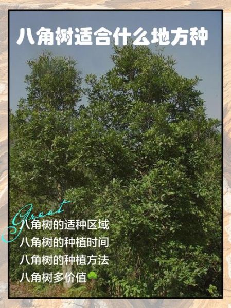 八角树怎么种植_八角树几年结果-第1张图片-山城妙识