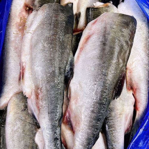 大马哈鱼为什么要回游_大马哈鱼回游路线怎么走-第3张图片-山城妙识 大马哈鱼为什么要回游_大马哈鱼回游路线怎么走-第3张图片-山城妙识