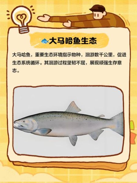 大马哈鱼为什么要回游_大马哈鱼回游路线怎么走-第1张图片-山城妙识 大马哈鱼为什么要回游_大马哈鱼回游路线怎么走-第1张图片-山城妙识