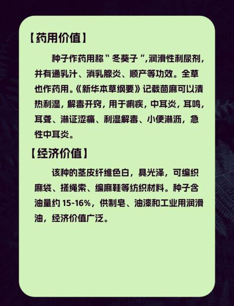 冬葵子和苘麻子区别_如何快速区分-第1张图片-山城妙识