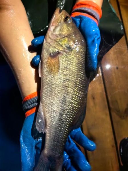 加州鲈鱼长什么样_加州鲈鱼价格多少钱一斤-第1张图片-山城妙识 加州鲈鱼长什么样_加州鲈鱼价格多少钱一斤-第1张图片-山城妙识