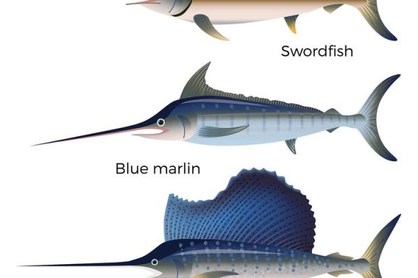 剑鱼有几种_剑鱼品种分类及区别-第3张图片-山城妙识