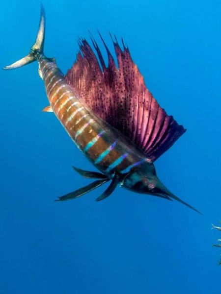 剑鱼有几种_剑鱼品种分类及区别-第2张图片-山城妙识