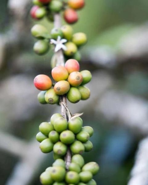 曼特宁咖啡产地在哪里_为什么风味独特-第3张图片-山城妙识