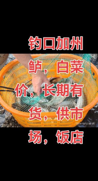 加州鲈鱼长什么样_加州鲈鱼价格多少钱一斤-第2张图片-山城妙识 加州鲈鱼长什么样_加州鲈鱼价格多少钱一斤-第2张图片-山城妙识