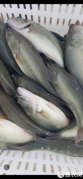 加州鲈鱼长什么样_加州鲈鱼价格多少钱一斤-第3张图片-山城妙识 加州鲈鱼长什么样_加州鲈鱼价格多少钱一斤-第3张图片-山城妙识