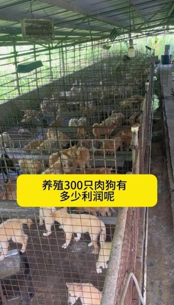 肉狗苗批发市场价格_哪里买肉狗苗靠谱-第1张图片-山城妙识 肉狗苗批发市场价格_哪里买肉狗苗靠谱-第1张图片-山城妙识