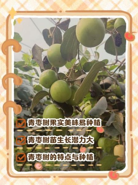 青枣主要产地在哪里_蚂蚁庄园今日答案-第2张图片-山城妙识 青枣主要产地在哪里_蚂蚁庄园今日答案-第2张图片-山城妙识