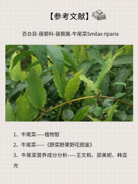 牛尾菜是什么_牛尾菜怎么吃-第1张图片-山城妙识