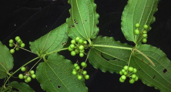 牛尾菜是什么_牛尾菜怎么吃-第3张图片-山城妙识