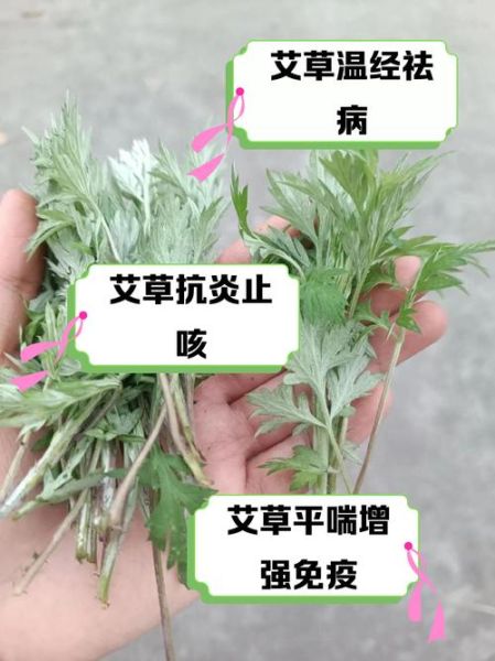 艾叶怎么吃最好_艾叶的吃法与禁忌-第1张图片-山城妙识 艾叶怎么吃最好_艾叶的吃法与禁忌-第1张图片-山城妙识