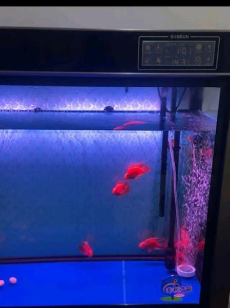 元宝鱼和鹦鹉鱼的区别_新手怎么选-第1张图片-山城妙识 元宝鱼和鹦鹉鱼的区别_新手怎么选-第1张图片-山城妙识