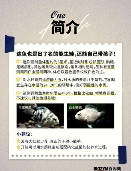元宝鱼和鹦鹉鱼的区别_新手怎么选-第2张图片-山城妙识 元宝鱼和鹦鹉鱼的区别_新手怎么选-第2张图片-山城妙识