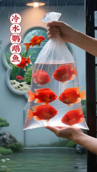 元宝鱼和鹦鹉鱼的区别_新手怎么选-第3张图片-山城妙识 元宝鱼和鹦鹉鱼的区别_新手怎么选-第3张图片-山城妙识