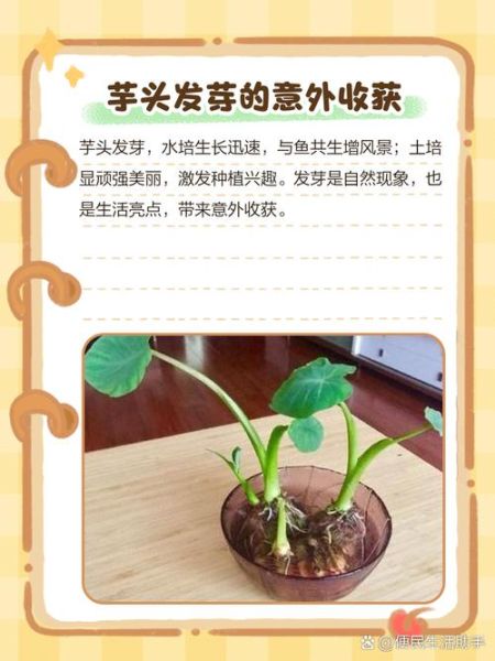 山芋怎么保存不发芽_山芋发芽了还能吃吗-第2张图片-山城妙识 山芋怎么保存不发芽_山芋发芽了还能吃吗-第2张图片-山城妙识