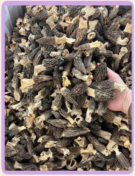 羊肚菌怎么挑选_羊肚菌价格多少钱一斤-第3张图片-山城妙识