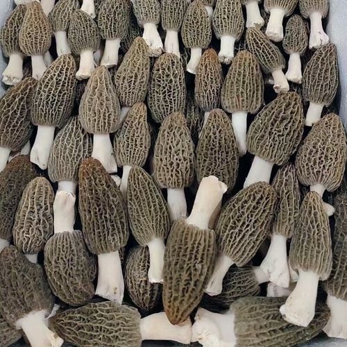 羊肚菌怎么挑选_羊肚菌价格多少钱一斤-第2张图片-山城妙识