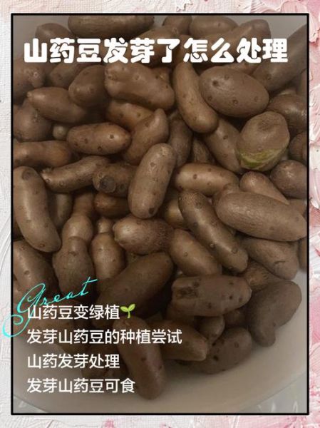 山药豆种上能长山药吗_山药豆种植真相-第1张图片-山城妙识 山药豆种上能长山药吗_山药豆种植真相-第1张图片-山城妙识