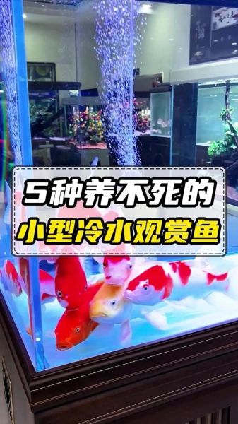 十大养不死的冷水鱼有哪些_新手怎么选-第1张图片-山城妙识 十大养不死的冷水鱼有哪些_新手怎么选-第1张图片-山城妙识