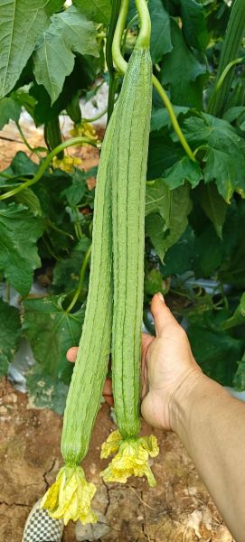 丝瓜图片高清大图_如何挑选优质素材-第1张图片-山城妙识