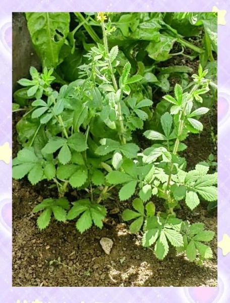 农民治癌症的偏方真的有效吗_民间草药抗癌真相-第3张图片-山城妙识 农民治癌症的偏方真的有效吗_民间草药抗癌真相-第3张图片-山城妙识