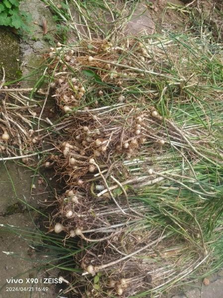 农民治癌症的偏方真的有效吗_民间草药抗癌真相-第1张图片-山城妙识 农民治癌症的偏方真的有效吗_民间草药抗癌真相-第1张图片-山城妙识