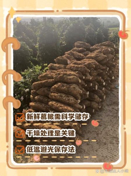 葛薯怎么保存_葛薯发芽能吃吗-第1张图片-山城妙识