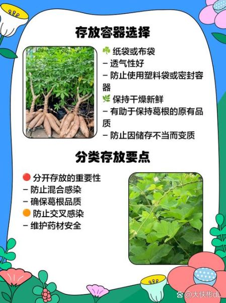 葛薯怎么保存_葛薯发芽能吃吗-第2张图片-山城妙识