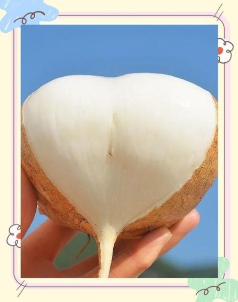 葛薯怎么保存_葛薯发芽能吃吗-第3张图片-山城妙识