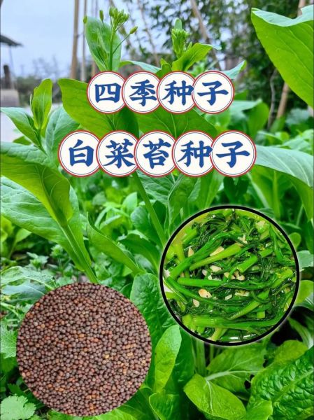 白菜苔种子怎么种_白菜苔种子几月播种-第3张图片-山城妙识