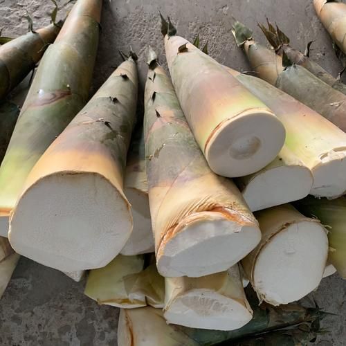 桂林酸笋怎么腌制_桂林酸笋腌制多久可以吃-第2张图片-山城妙识