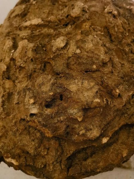 茯神和茯苓的区别_哪个安神效果更好-第3张图片-山城妙识