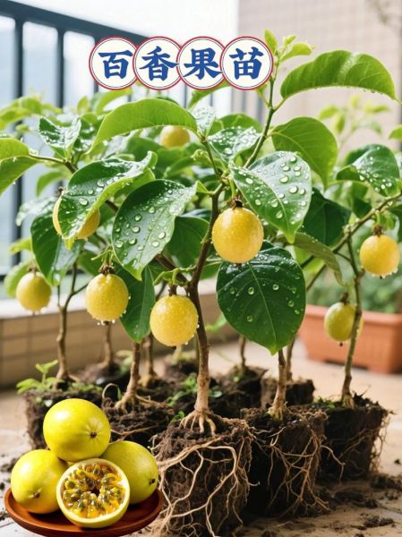 百香果种植多久才结果_百香果几年能结果-第3张图片-山城妙识