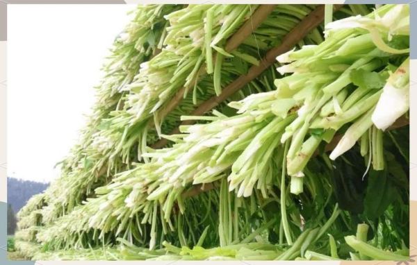 宜宾芽菜怎么保存_宜宾芽菜和涪陵榨菜区别-第1张图片-山城妙识