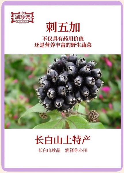 刺五加片的功效与作用是什么_刺五加片适合哪些人吃-第3张图片-山城妙识 刺五加片的功效与作用是什么_刺五加片适合哪些人吃-第3张图片-山城妙识