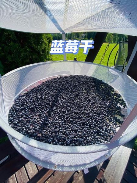 蓝莓干怎么做_蓝莓干制作常见问题-第2张图片-山城妙识