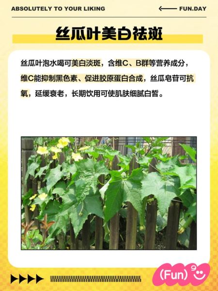 丝瓜叶的功效与作用_丝瓜叶可以泡水喝吗-第1张图片-山城妙识