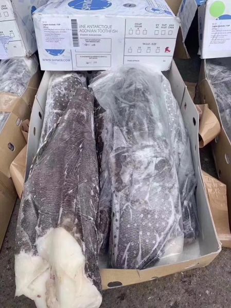 犬牙鱼和银鳕鱼的区别_哪个更适合宝宝吃-第1张图片-山城妙识 犬牙鱼和银鳕鱼的区别_哪个更适合宝宝吃-第1张图片-山城妙识